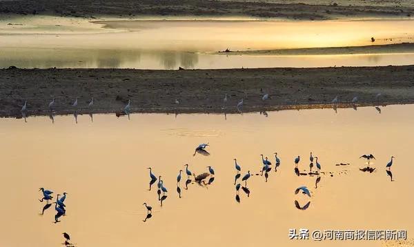 Xinyang Pingqiao: The total number of birds in Lianghekou Wetland Park ...