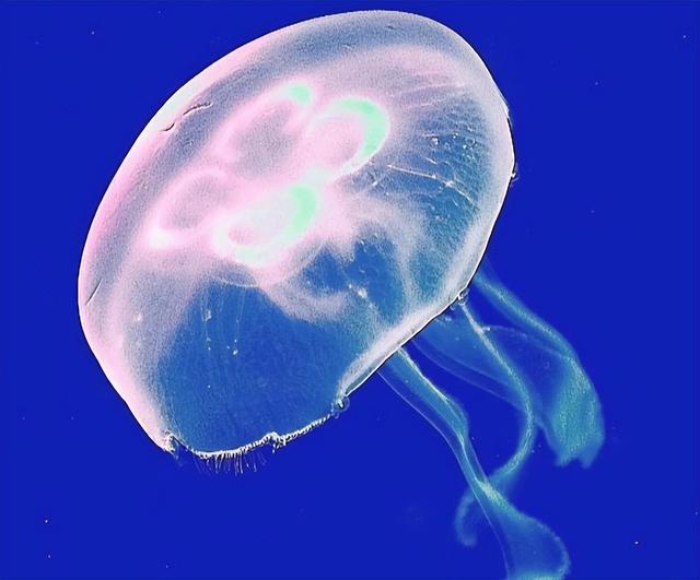 Peach Blossom Jellyfish Appears in the Adjustment Tank of Beijing's ...