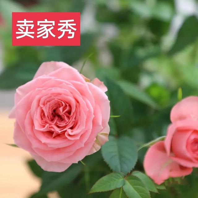 Pinxixi buyer show and seller show - iNEWS