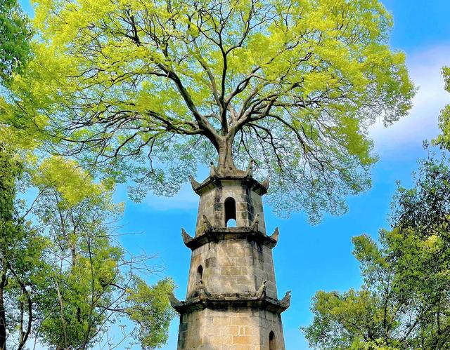 May 1st not far, Changsha Wangcheng Little Lijiang, there is a tree at ...
