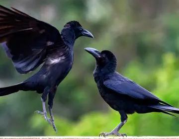 Strange behavior of animals - crows - iNEWS
