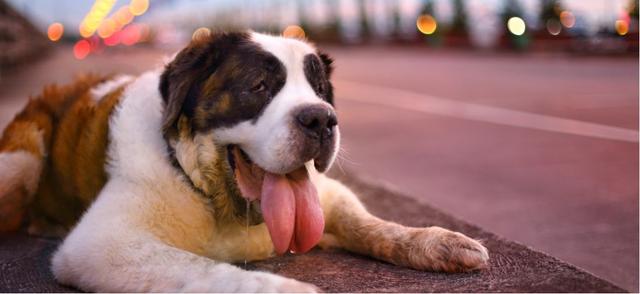 Do Dogs Sweat? - iNEWS