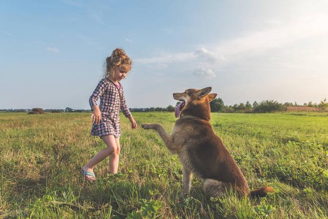 Is it really that difficult to raise a dog in a civilized way? - iNEWS