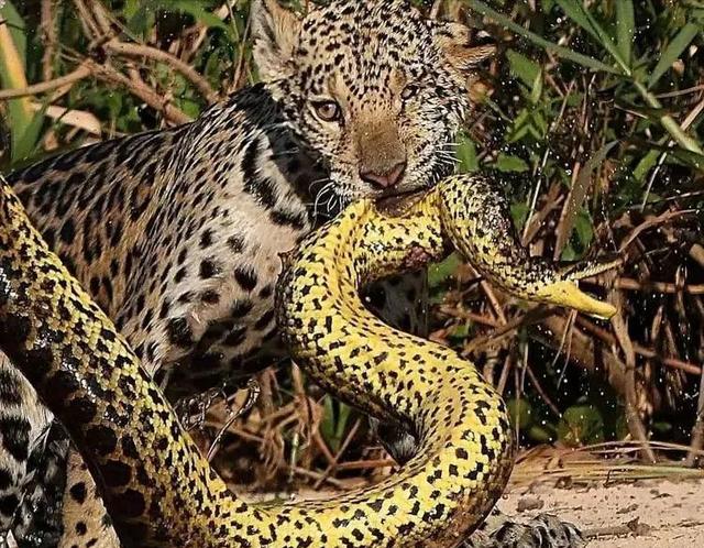 The cruel predation of animals is instantly rewarded, eating raw and ...