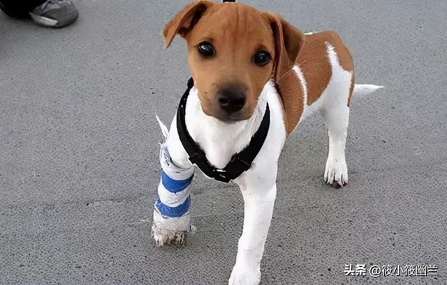 How to correctly distinguish between a dog sprain and a fracture? - iNEWS