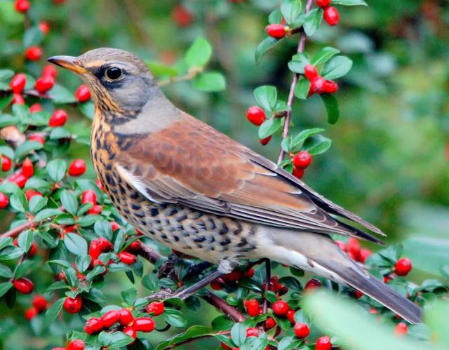 The Beauty of Nature: Field Thrush - iNEWS