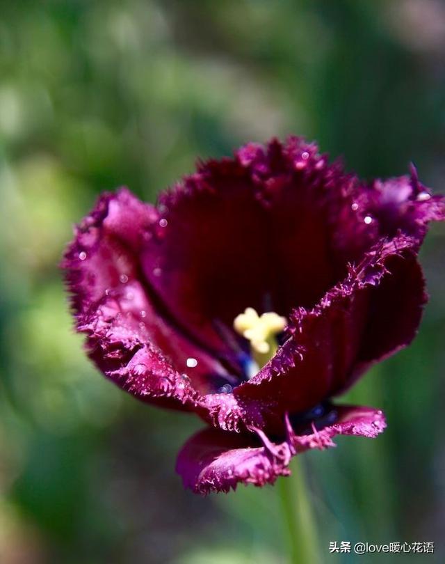 Introduction of tulip flower language and common varieties - iNEWS