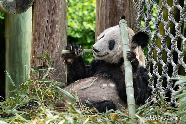 Giant Panda "Yaya" Returns Home After 20 Years in America - iNEWS
