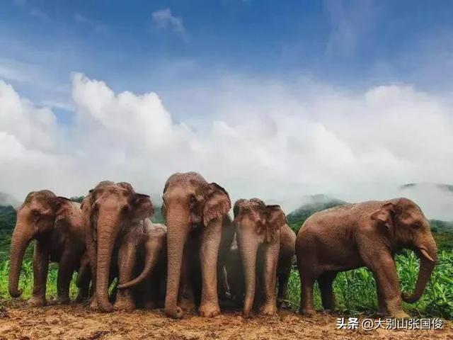 Seven Laws: Elephants Traveling - iNEWS