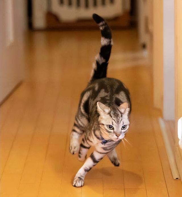 After raising cats for a long time, I realized that there are these ...