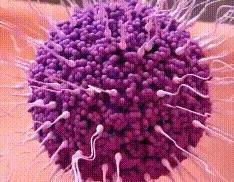 GIF! How Babies Grow From Embryos In 30 Seconds - iNEWS