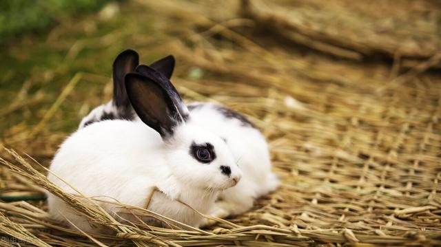 What should I do if a 10-day-old rabbit has diarrhea? Will it die? - iNEWS
