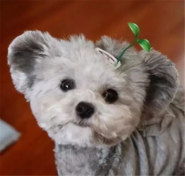 The 6 most "human" dogs in the dog world, if you treat them well, they ...