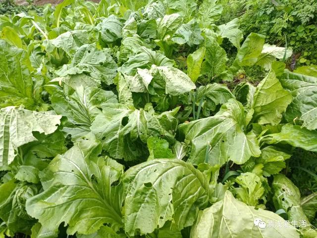 Harvest of mustard heads grown in home garden - iNEWS