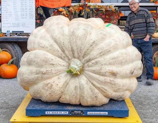 Chinese-Canadian man grows 800 kilograms of super-large pumpkins ...