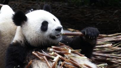 Shaanxi Caihou paper descendants use panda feces to make paper?This ...