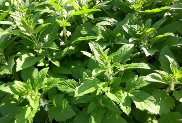 "Knead the sesame leaves three times without changing the meat"!Master ...