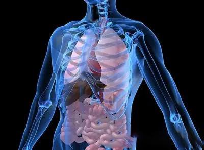 The ten most "useless" organs in the human body, some people have ...