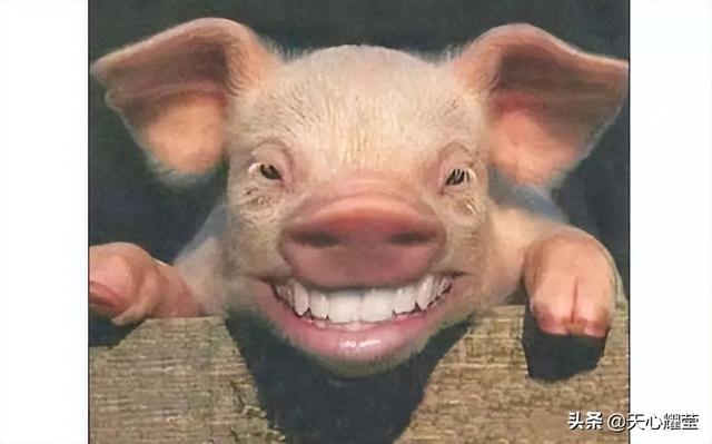 Fantastic Beasts!Pigs raised at home in summer do not need to sweat to ...