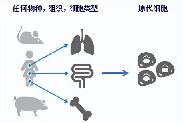 Primary cell transfer cell line technology - iNEWS