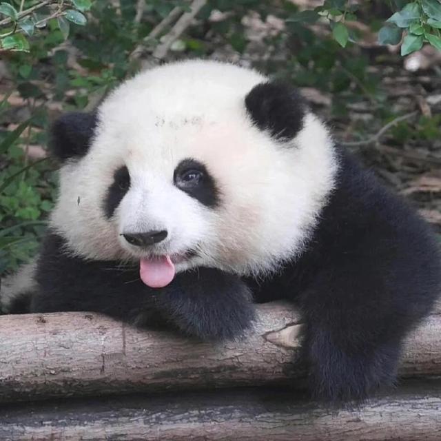 How smart is Huahua, the national treasure giant panda? - iNEWS
