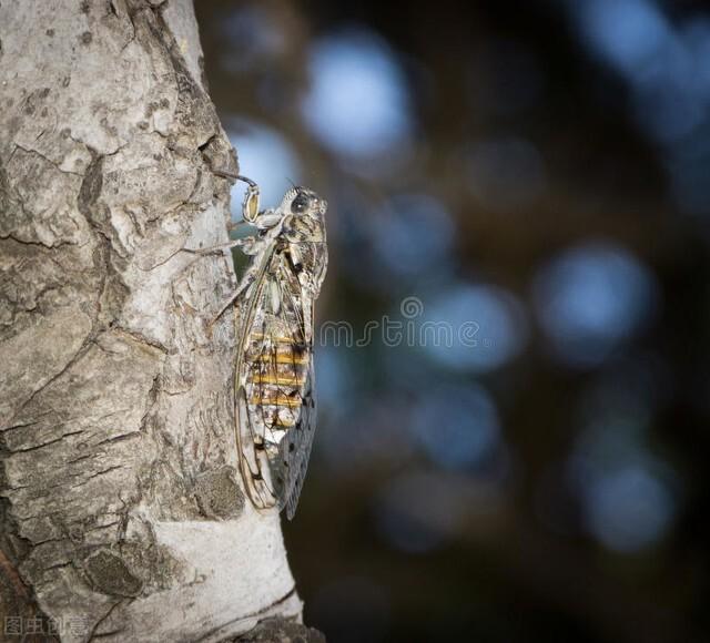 Student Work - "Cicada" - iNEWS