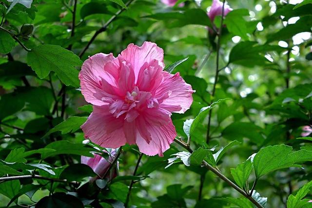 Hibiscus flowers bloom, fifteen poems about hibiscus flowers, I advise ...