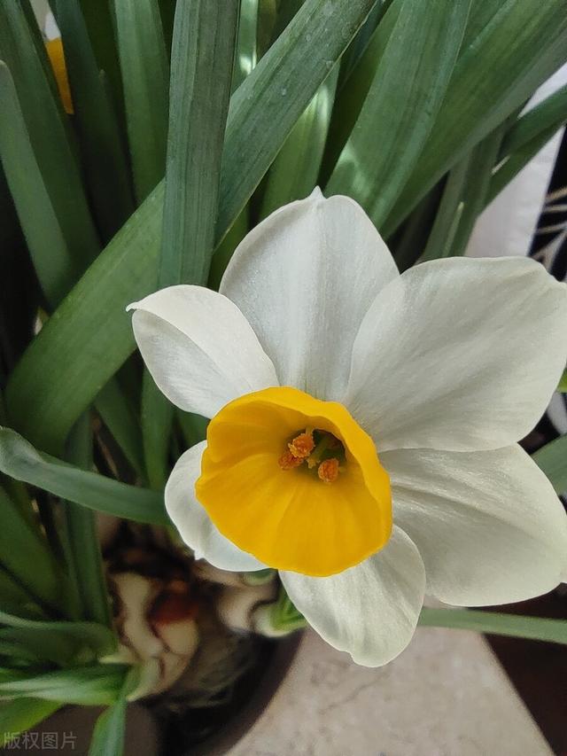 [Wang Chongdao sent fifty narcissus flowers and happily compose a chant ...