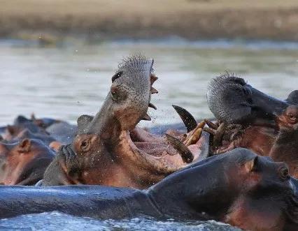 Are hippos dangerous? - iNEWS