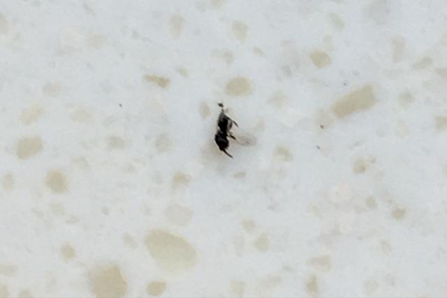 How to get rid of small flying insects in the kitchen most completely ...