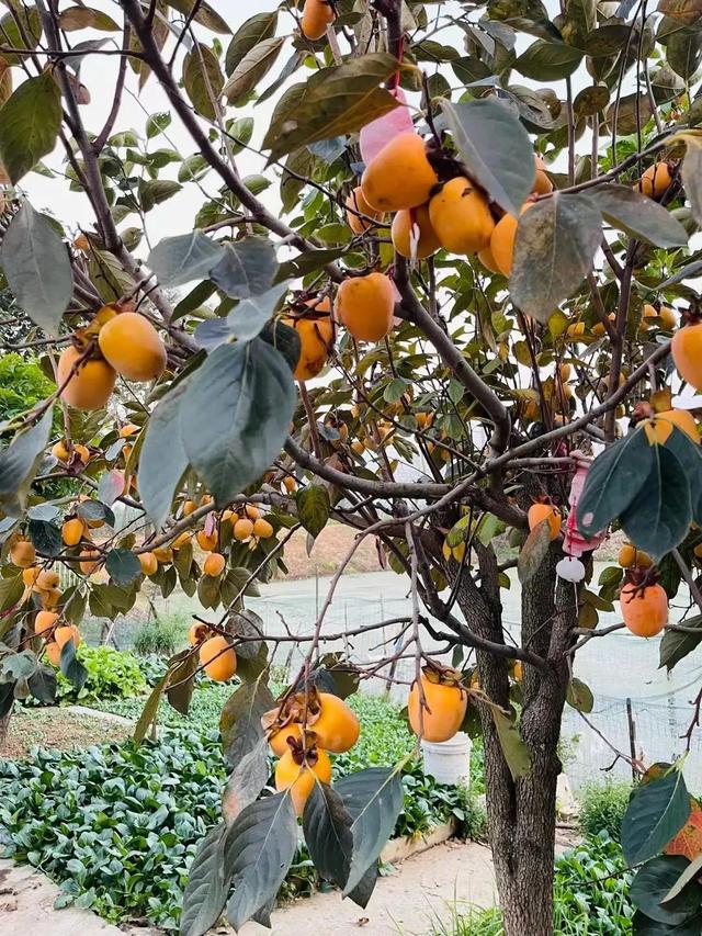 "Stable Storm" Love Autumn - iNEWS