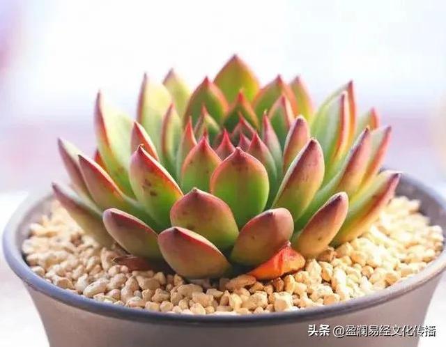 Wounded officer with print - rich and noble pattern - iNEWS