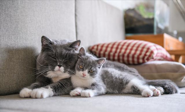 Why do cats "inbreed" with their mothers?After reading it, you won't be ...