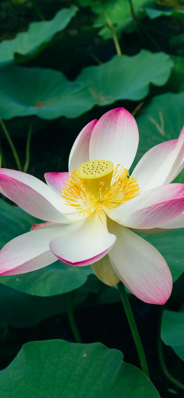 "Beautiful lotus" mobile wallpaper - iNEWS