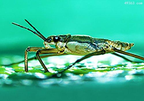 "Lingbo microsteps" insects, why don't fish eat water striders ...