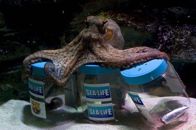 Why are octopuses so smart? Why did the octopus with such a high IQ not ...