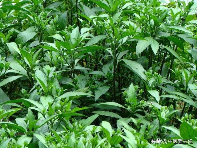 Share traditional Chinese medicine—Isatis root, commonly used for colds ...