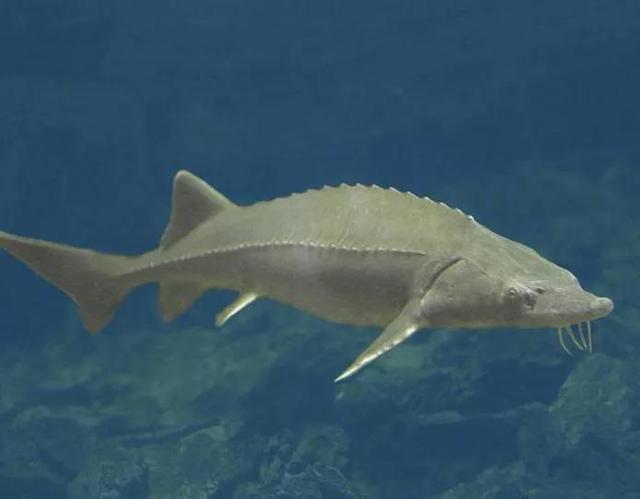 The rise and fall of Chinese sturgeon over the past 40 years from the ...