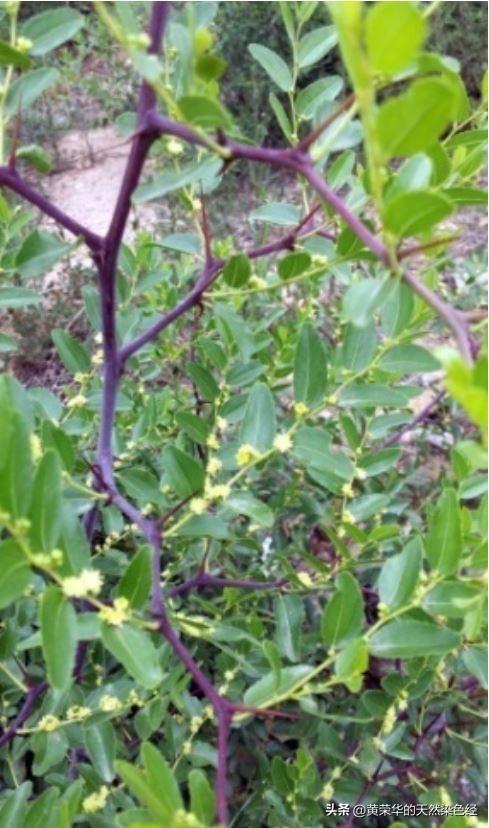 Sour jujube tree is a treasure, and it is also very good for dyeing - iNEWS
