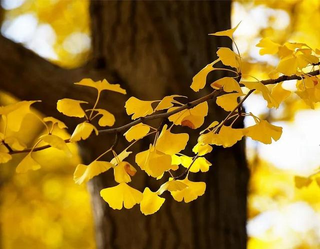 Modern Poem: Ginkgo Tree - iNEWS