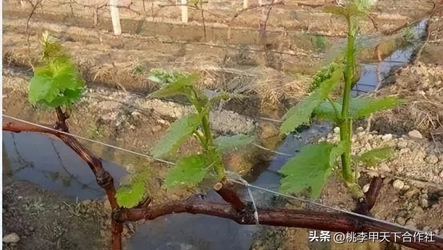 Grape seedling watering is roughly divided into four stages - iNEWS