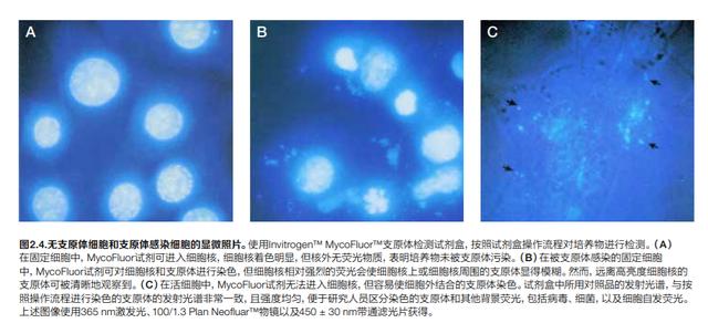 How to keep cells healthy?This cell culture handbook is enough - iNEWS