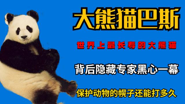 The shady behind the legendary panda hides the cold-blooded side of the ...