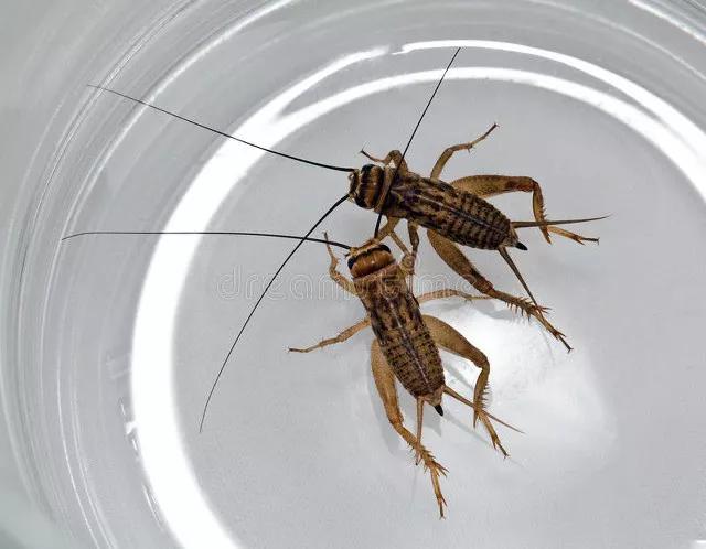 Reasons why crickets are aggressive - iNEWS