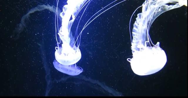 The origin and secret of jellyfish, which have survived for at least ...
