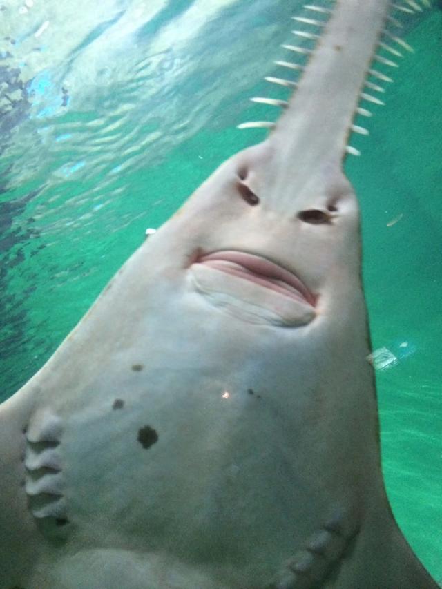 Adorable Chainsaw Maniac - Sawfish - iNEWS