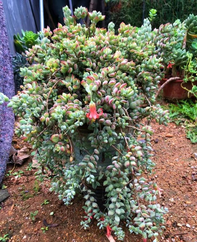Succulents "Rotten roots will rot if watered too much"? How many novice ...
