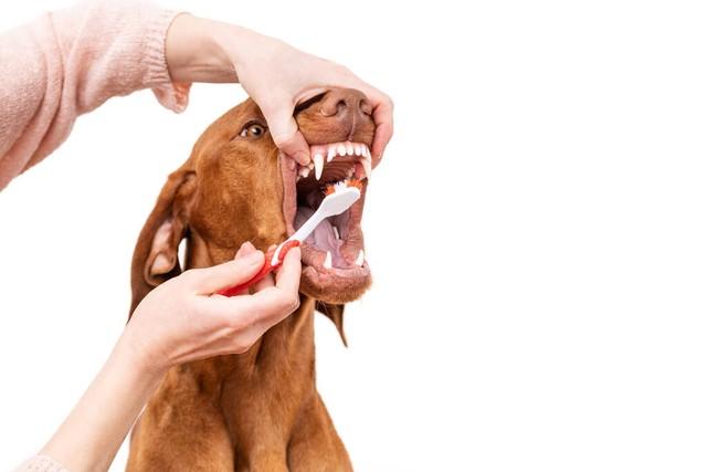 It turns out that dogs can get tooth decay too! Dog teeth also need to ...