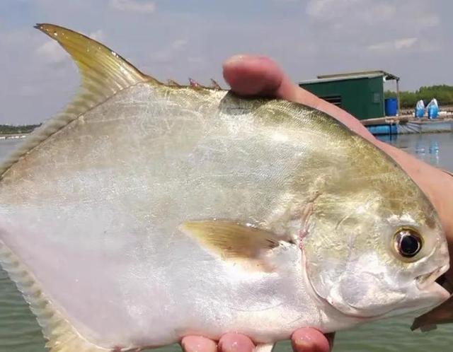 How do you eat Jinchangyu? - iNEWS