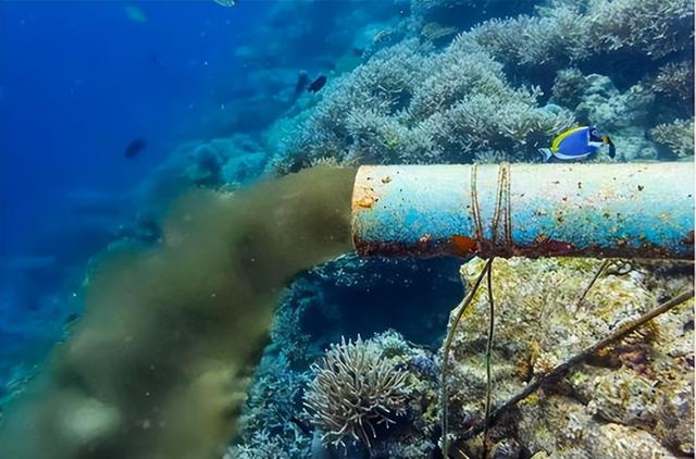 Do you know the consequences of nuclear sewage discharge? - iMedia